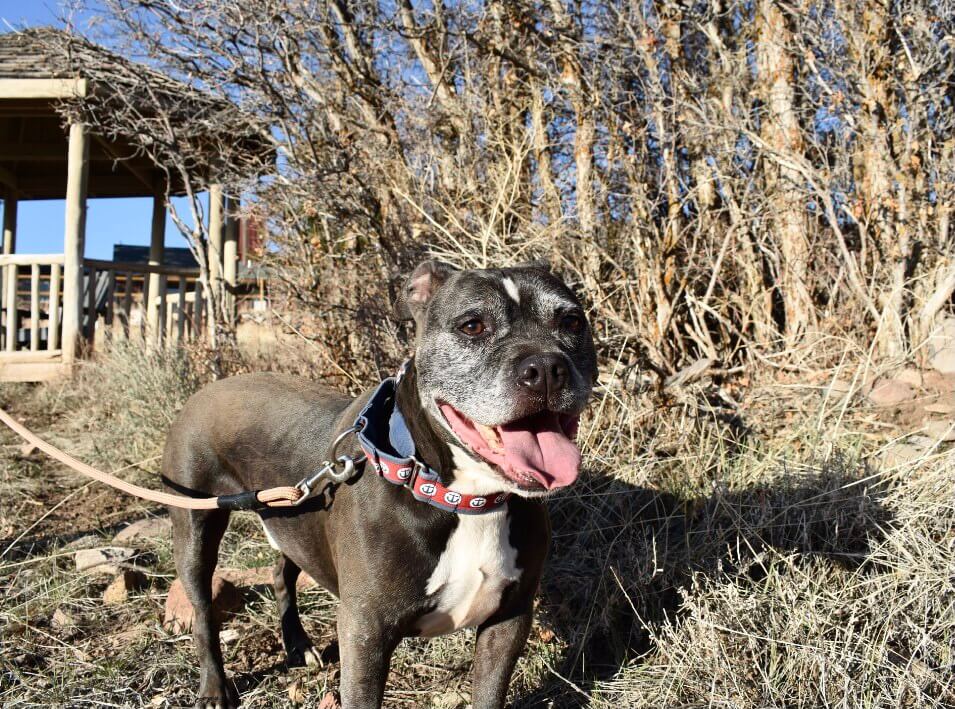 Courtesy Posts - Colorado Animal Rescue