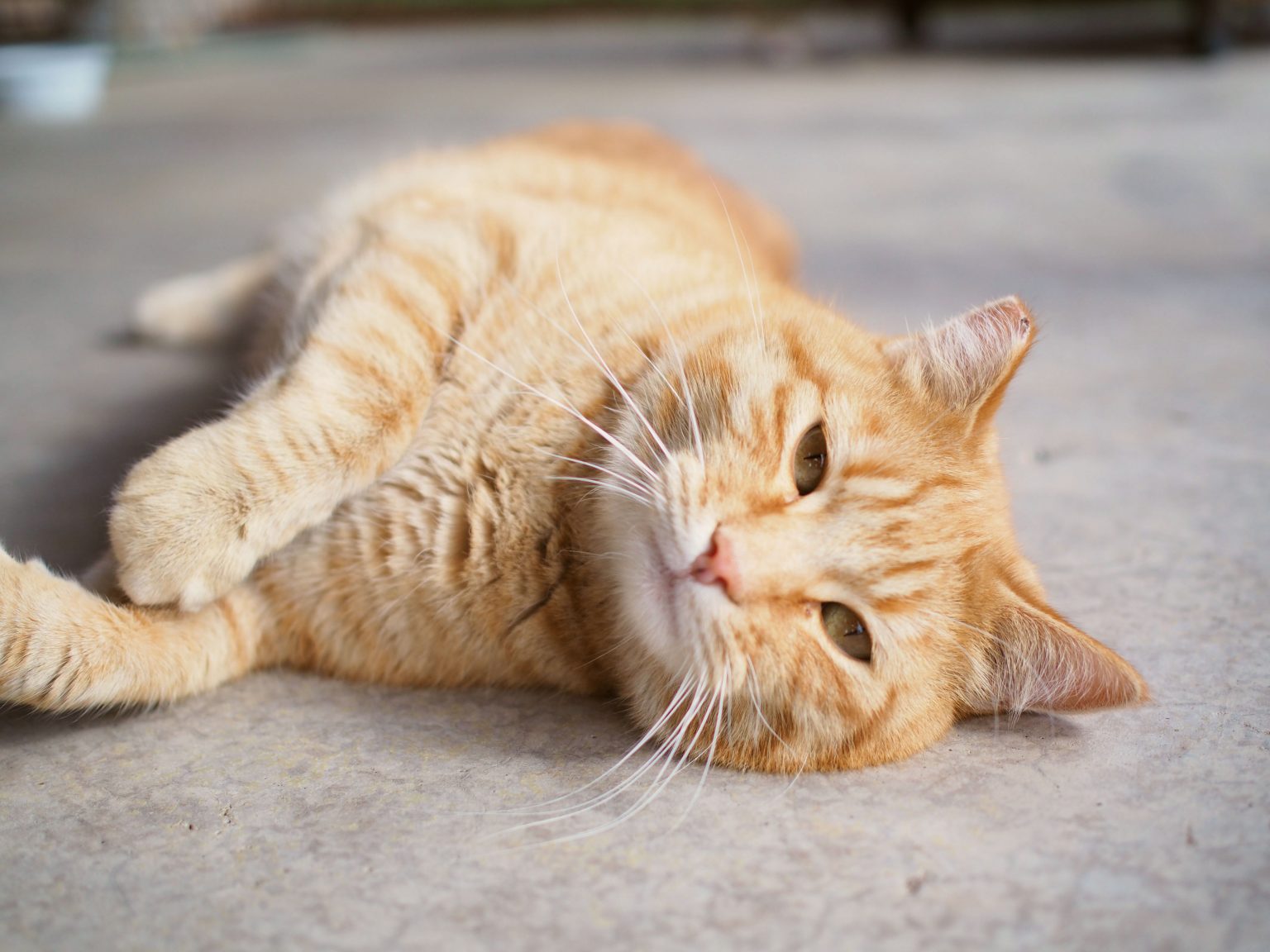 Colorado Animal Rescue - Animal Shelter | Glenwood Springs