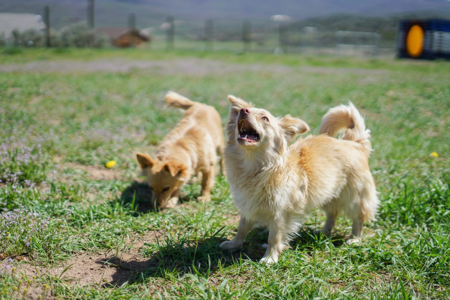 Colorado Animal Rescue - Animal Shelter | Glenwood Springs