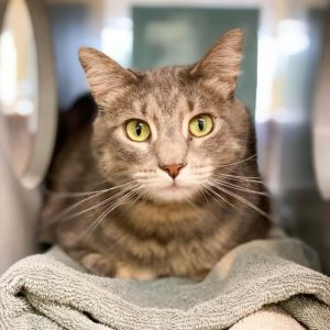 Colorado Animal Rescue - Animal Shelter | Glenwood Springs