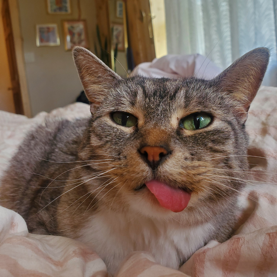The Year of the Underdog (and Cat!) - Colorado Animal Rescue