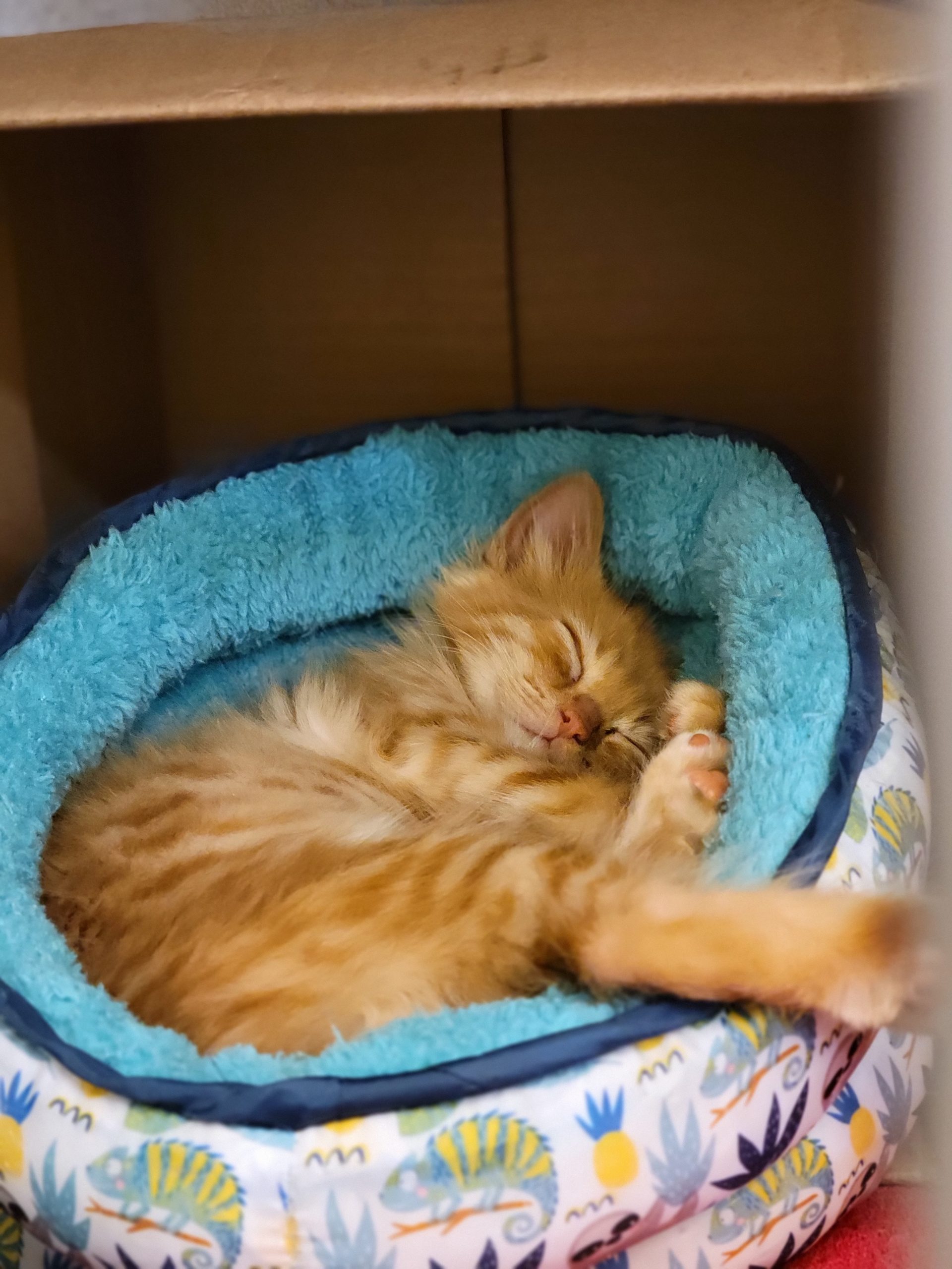 Are You Ready For Kitten Season? - Colorado Animal Rescue