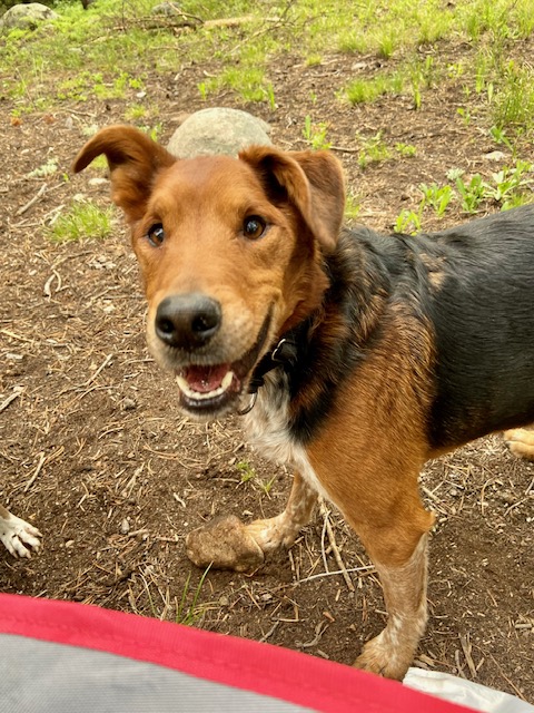 Courtesy Posts - Colorado Animal Rescue