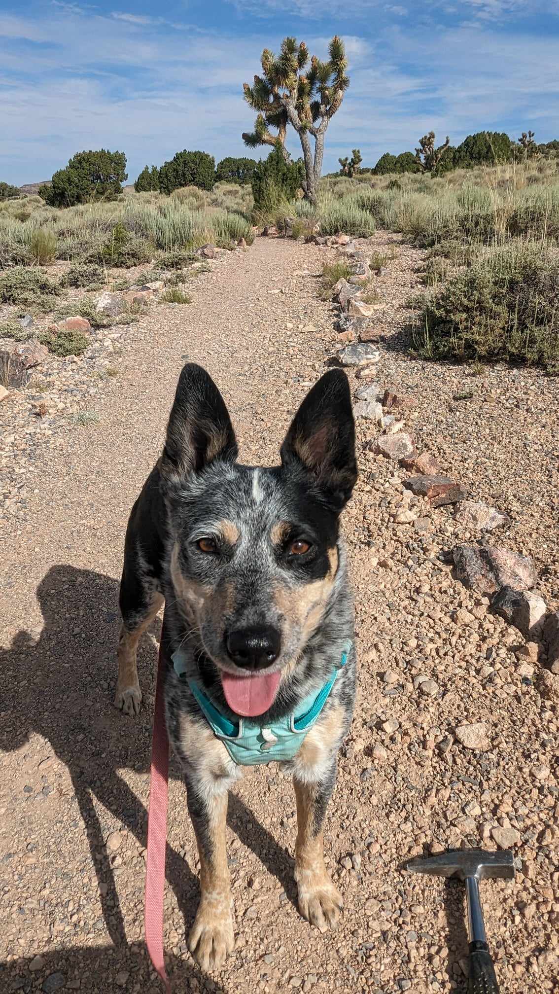 Courtesy Posts - Colorado Animal Rescue