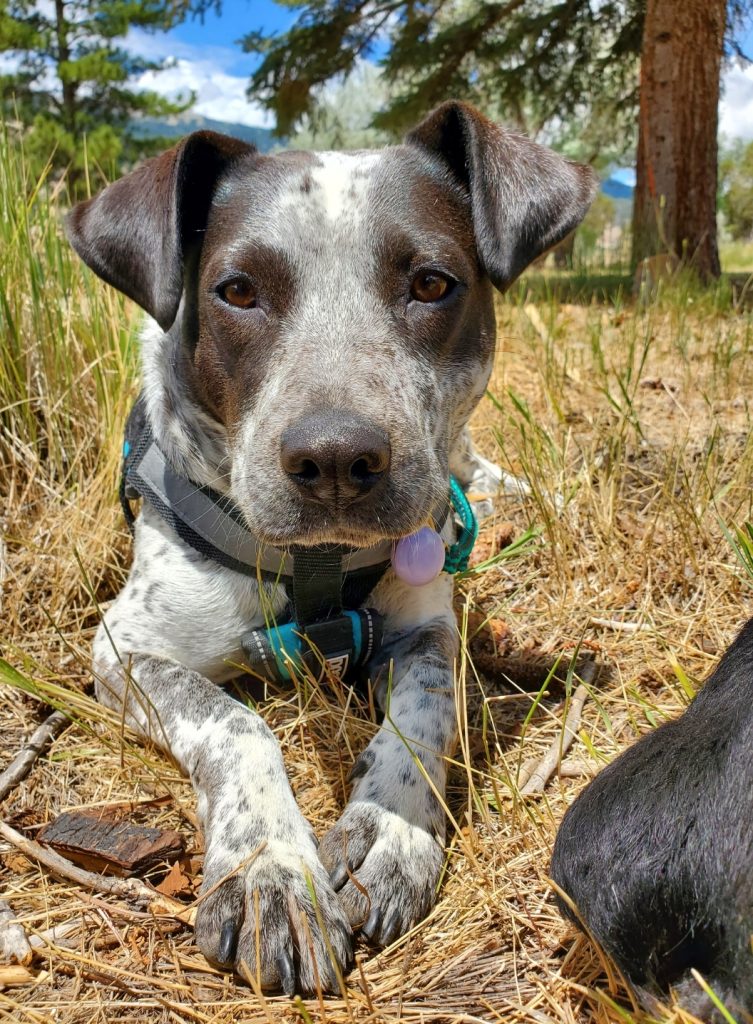 Courtesy Posts - Colorado Animal Rescue