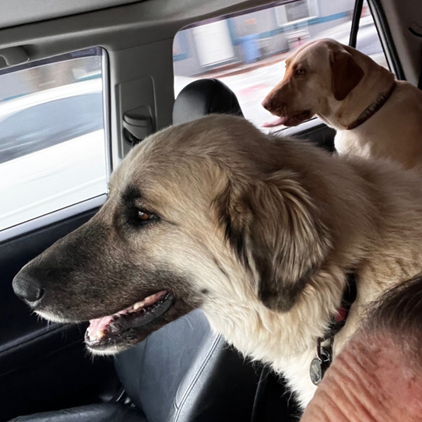 Courtesy Posts - Colorado Animal Rescue