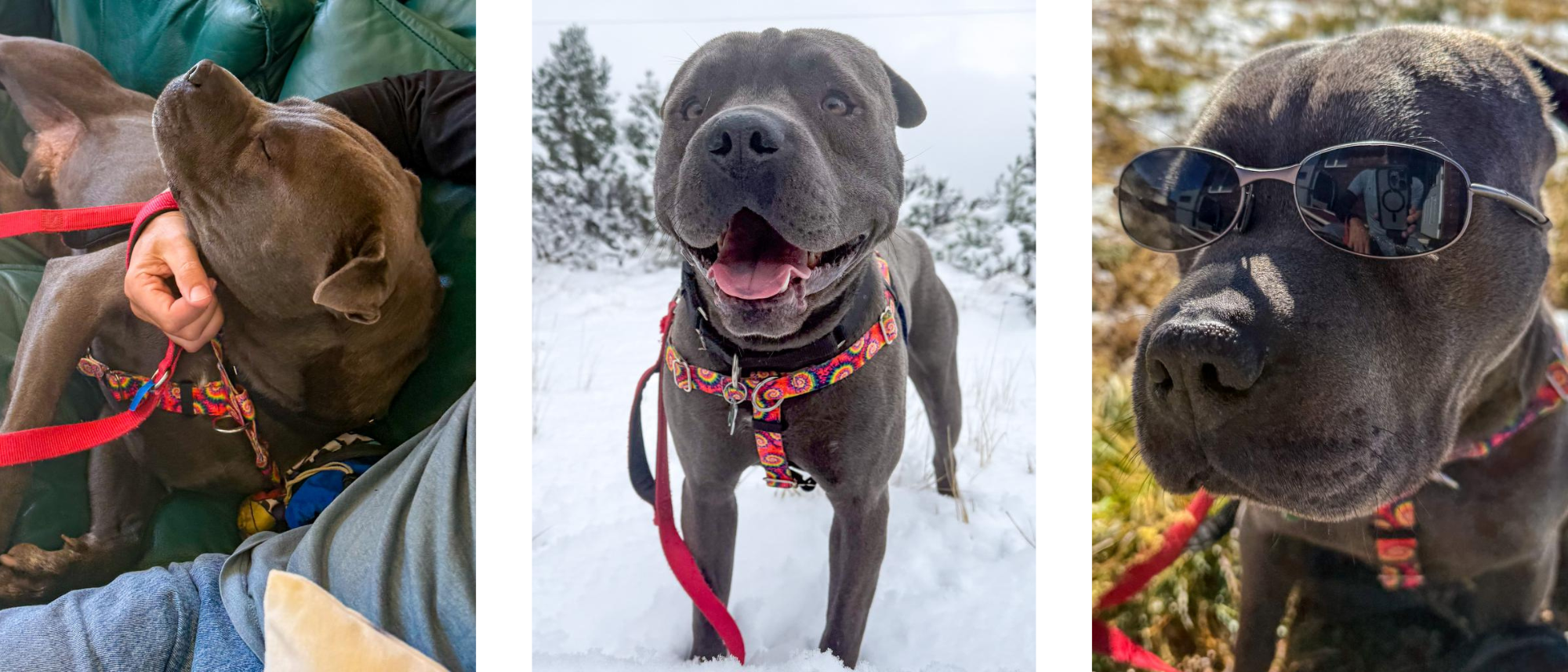 Sully's Tale - Colorado Animal Rescue