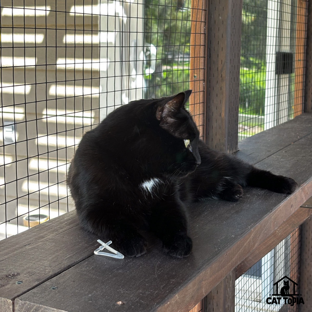 How To Build Your Own Catio (For DIY Enthusiasts) - Colorado Animal Rescue