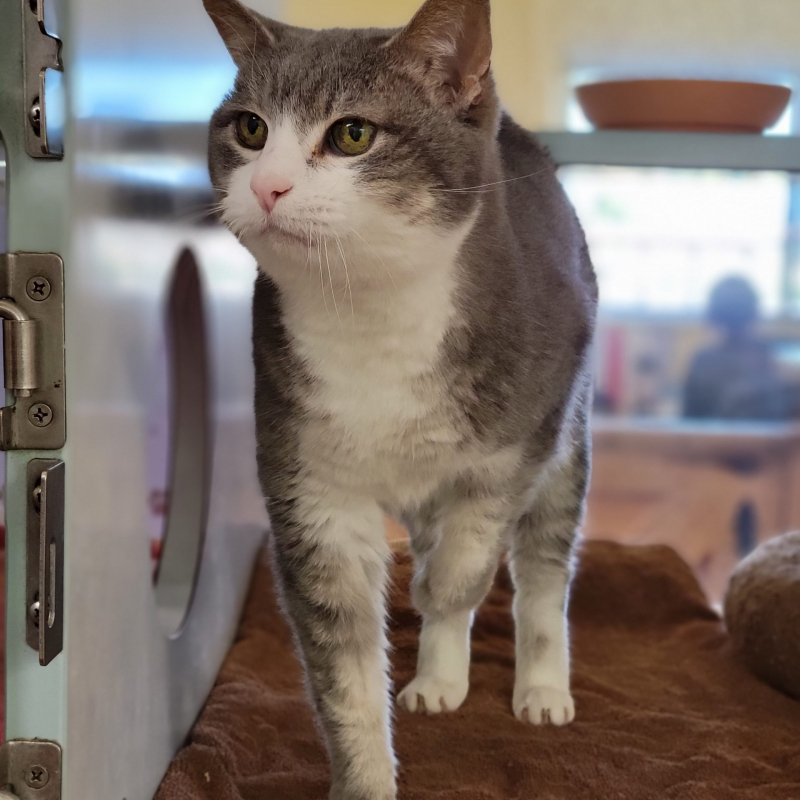 Colorado Animal Rescue - Animal Shelter | Glenwood Springs