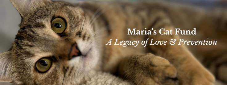 Maria's Cat Fund: A Legacy of Love & Prevention - Colorado Animal Rescue