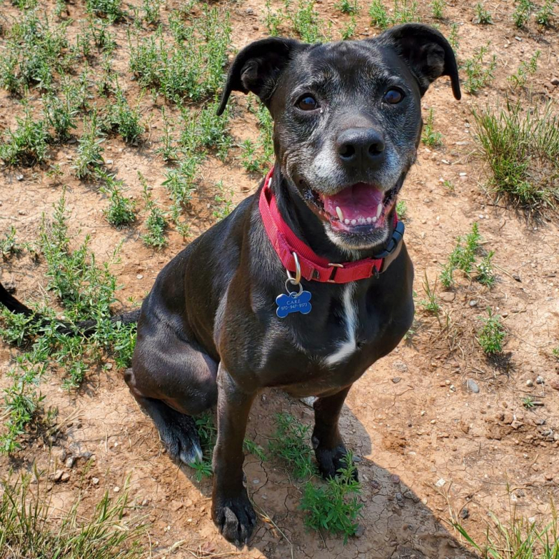 Colorado Animal Rescue - Animal Shelter | Glenwood Springs