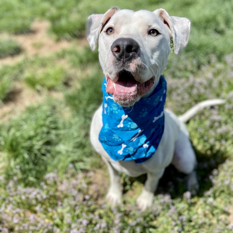 Colorado Animal Rescue - Animal Shelter | Glenwood Springs