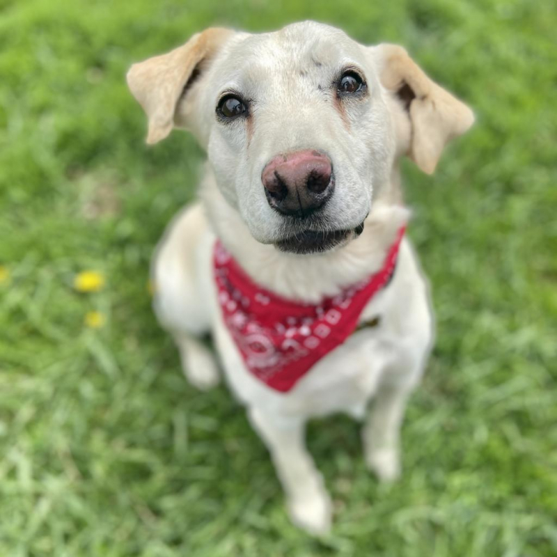 Colorado Animal Rescue - Animal Shelter | Glenwood Springs