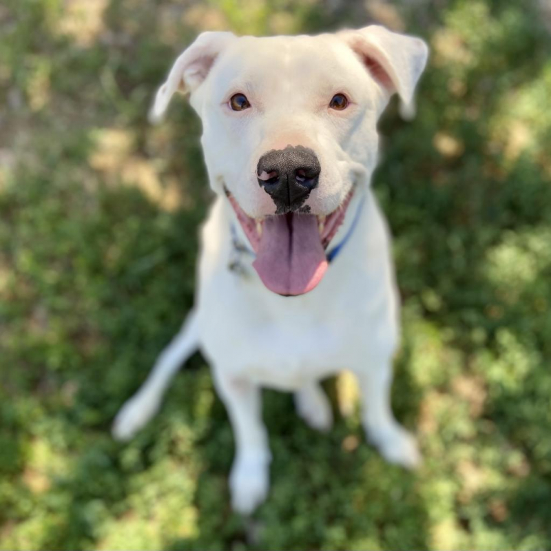 Colorado Animal Rescue - Animal Shelter | Glenwood Springs