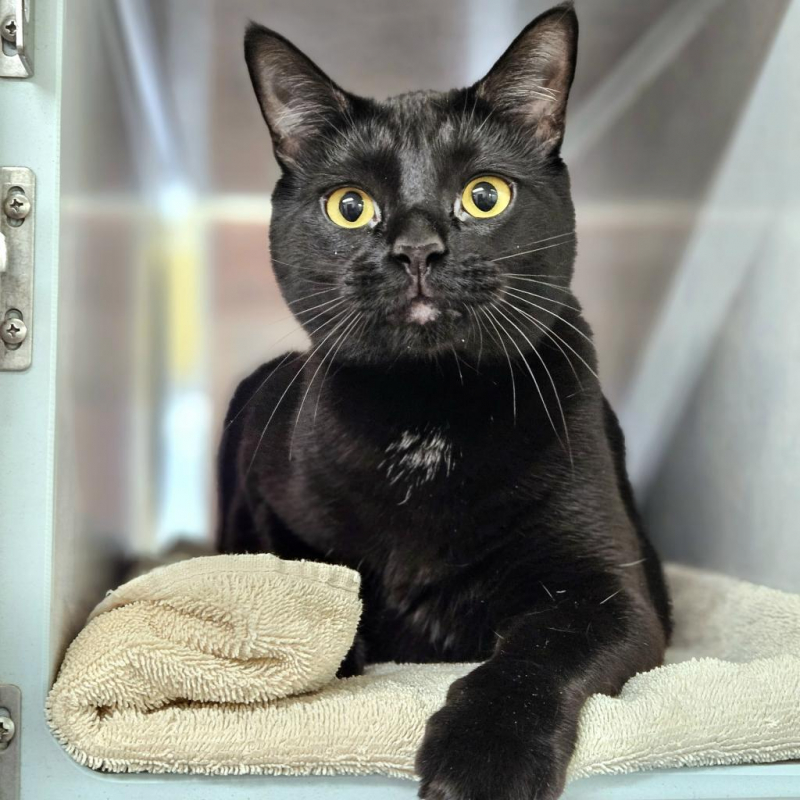 Colorado Animal Rescue - Animal Shelter | Glenwood Springs