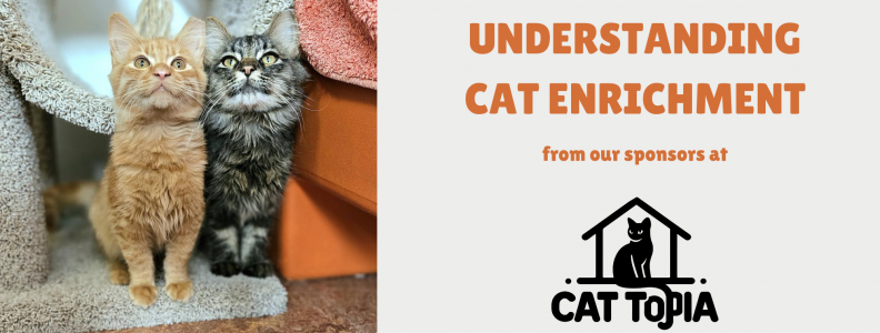 Understanding Cat Enrichment: Why Mental and Physical Stimulation Are ...
