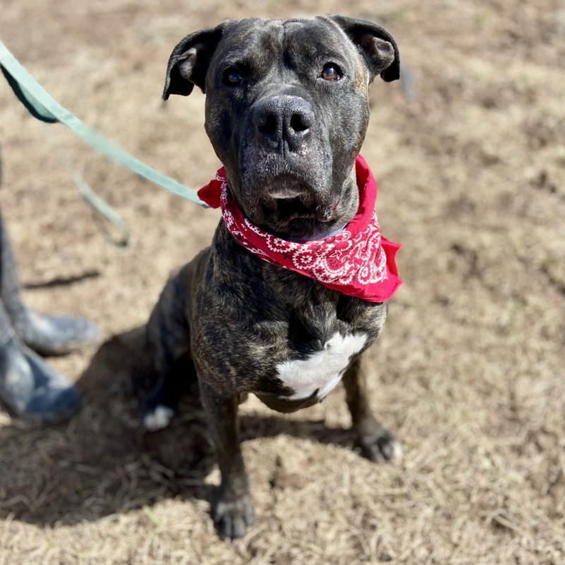 Colorado Animal Rescue - Animal Shelter | Glenwood Springs