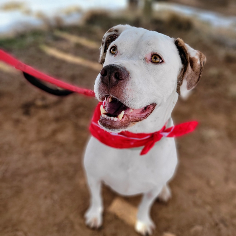 Colorado Animal Rescue - Animal Shelter | Glenwood Springs