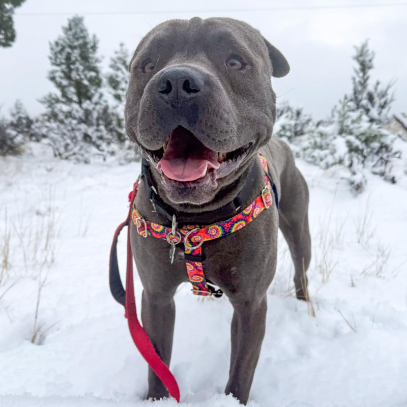 Colorado Animal Rescue - Animal Shelter | Glenwood Springs