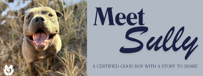 Sully's Tale - Colorado Animal Rescue