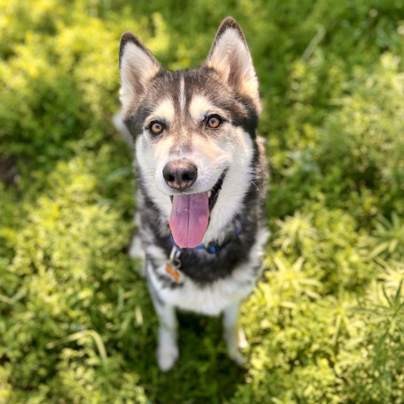 Colorado Animal Rescue - Animal Shelter | Glenwood Springs