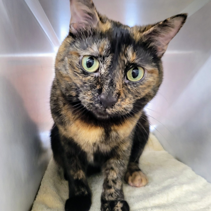 Colorado Animal Rescue - Animal Shelter | Glenwood Springs