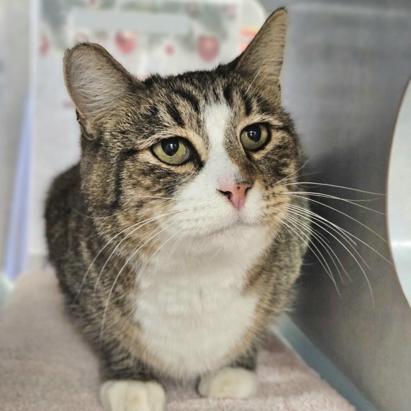 Colorado Animal Rescue - Animal Shelter | Glenwood Springs