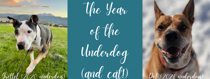 The Year of the Underdog (and Cat!) - Colorado Animal Rescue